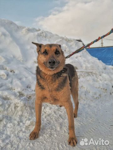 Варяг ждет Вас в приюте и мечтает о доме