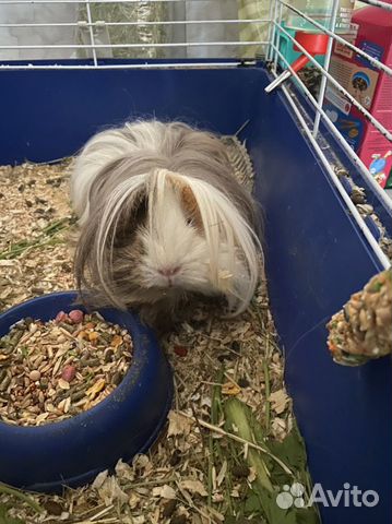 Морская свинка, 10 месяцев