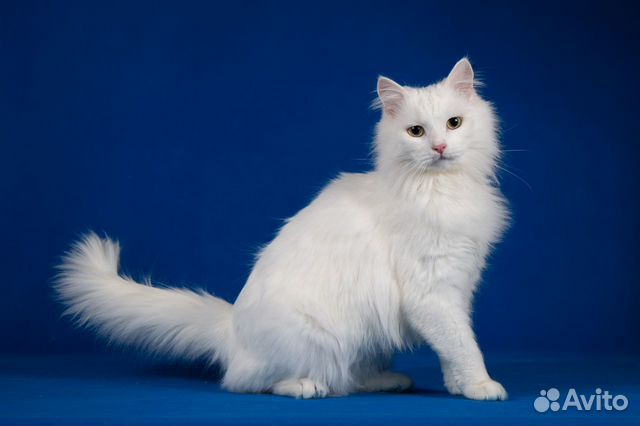 Ласковый нежный котик Каспер