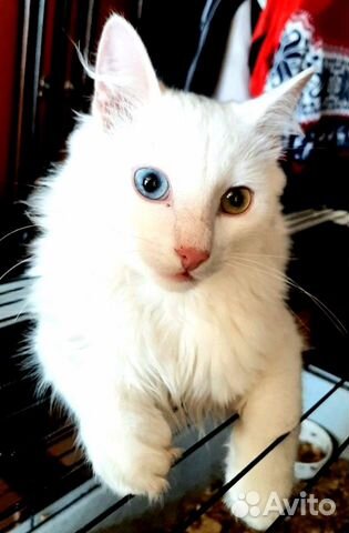 Разноглазые котята (5,5 мес.) (метис)