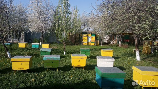 Пчелы пчелопакеты