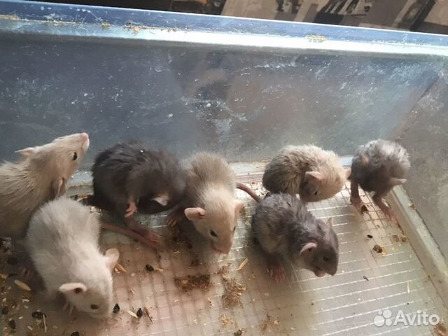 Крысята дамбо