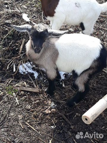 Козлята крупные