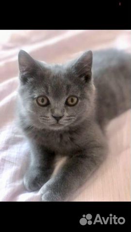Шотладский кот прямоухий