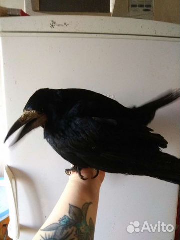 Отдам грача