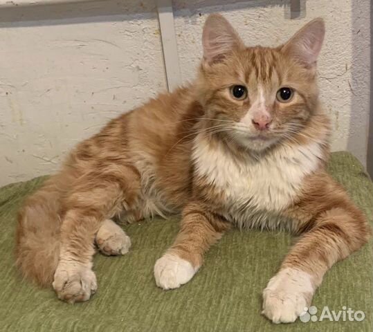 Маленький котёнок Фокус