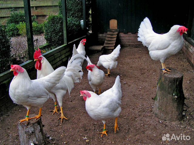 Куры несушки