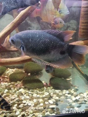 Гигантский краснохвостый гурами