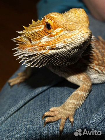 Бородатая агама с террариумом