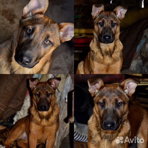 Щенок в добрые руки бесплатно