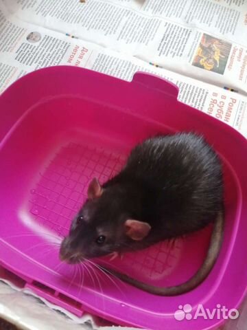 Крыса дамбо