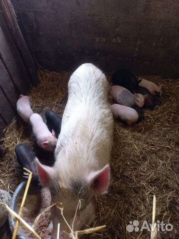 Парасята въетнамца