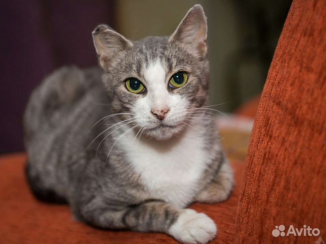 Кошечка Мао ищет дом или передержку