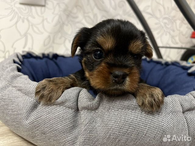 Йоркширский терьер