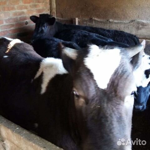 Тёлки 11 месяцев