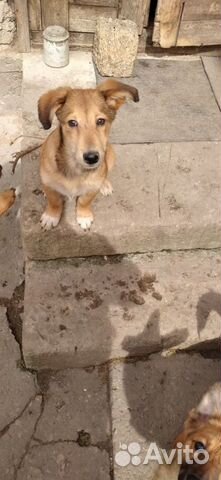 Отдам бесплатно щенков