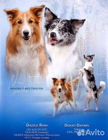 Щенки бордер колли