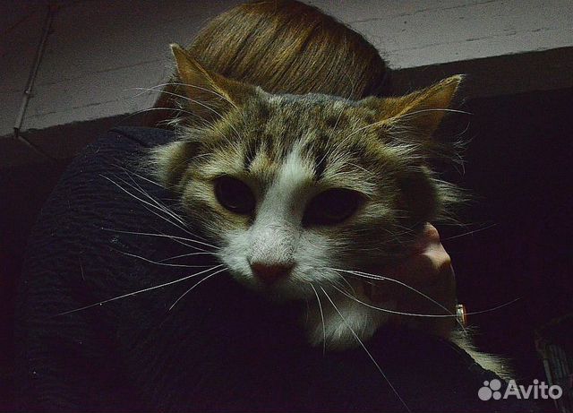 Самый милый котик ищет дом