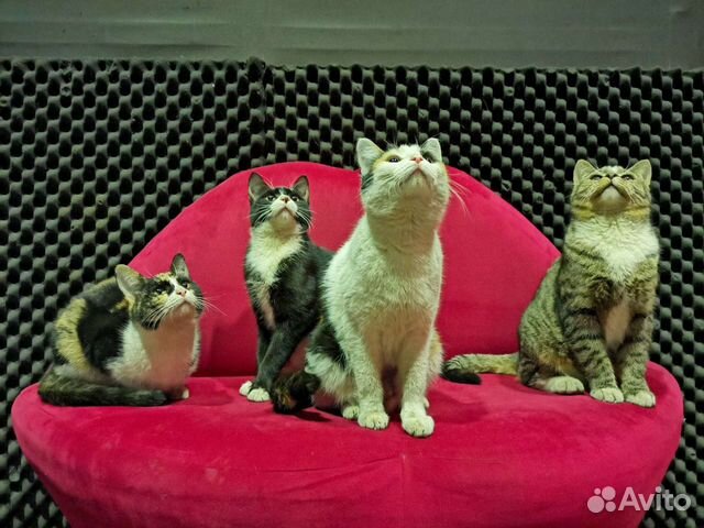 Кошки (7 мес) из закрытого клуба в дар