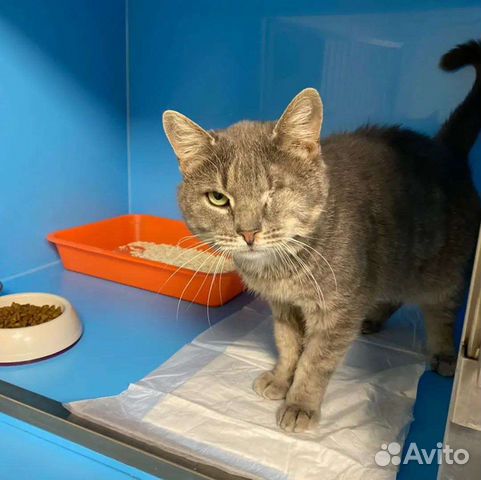 Спасите Вилли, кот 3 года, кастрирован