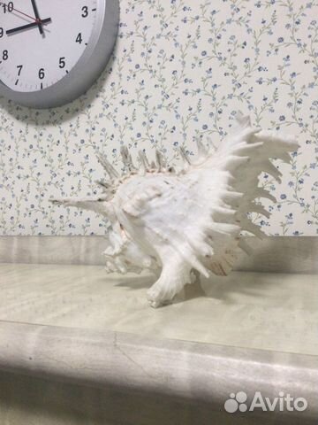 Ракушка большая белая морская океанская