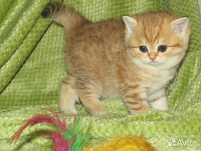 Клубная кошечка золотая шиншилла