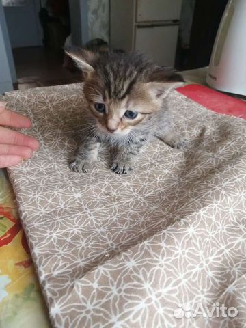 Крошечный котенок