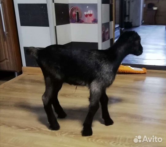 Козочка ламанча