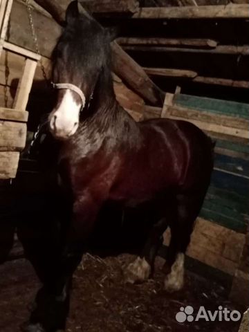 Лошади Элитной породы