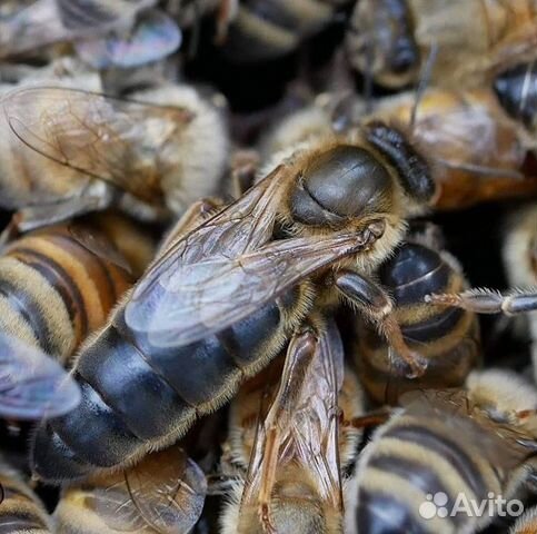 Матка пчелиная