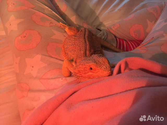 Агама самец вязка