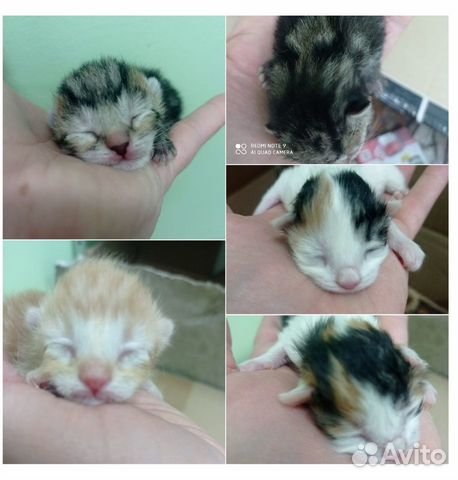 Отдам котяток (как подрастут)