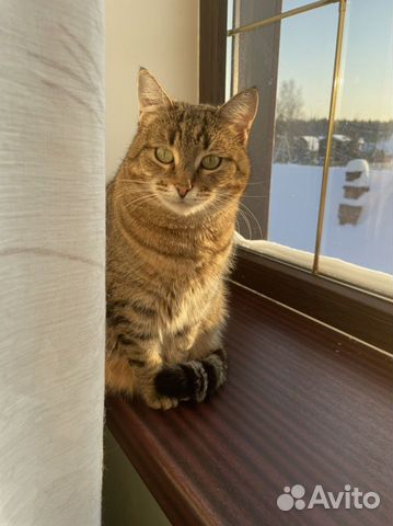 Шикарная кошечка Тося ищет дом