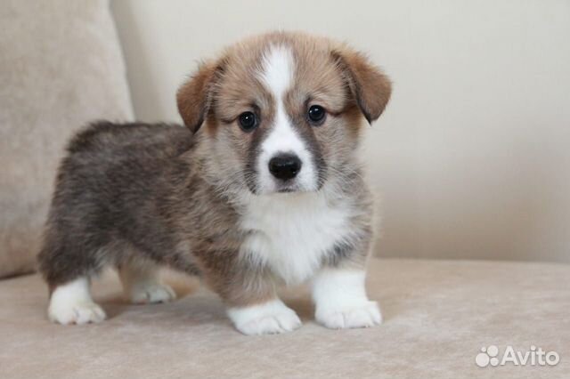 Самый лучший щенок