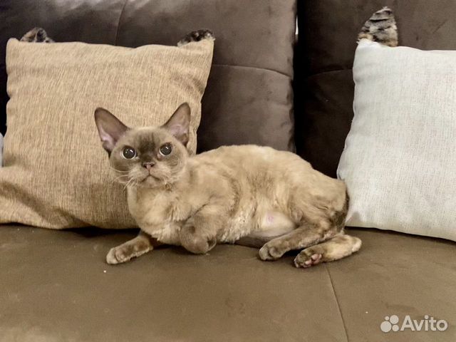 Девон-рекс кошечка отдам