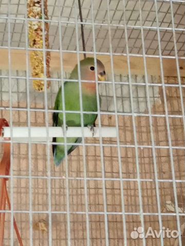 Самка неразлучника возраст 4месяца