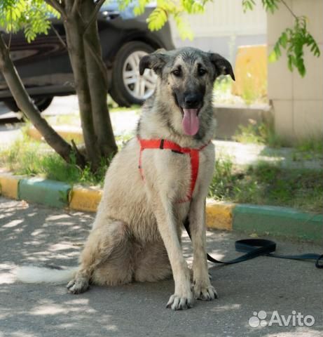 Юная и озорная Виста в добрые руки