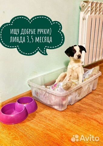 Щенок в добрые руки девочка