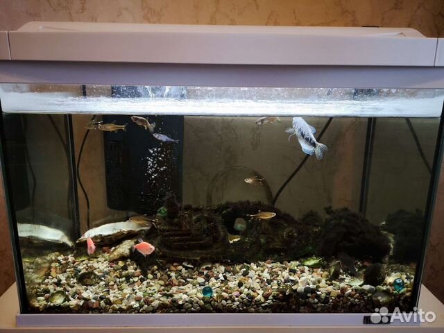 Аквариум вместе с рыбами