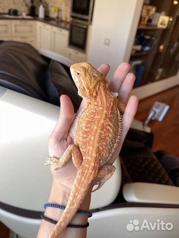 Бородатая агама