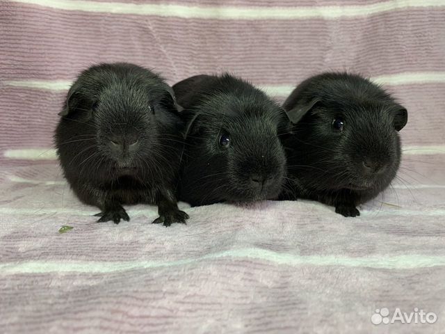 Морские свинки крестед окрас черный