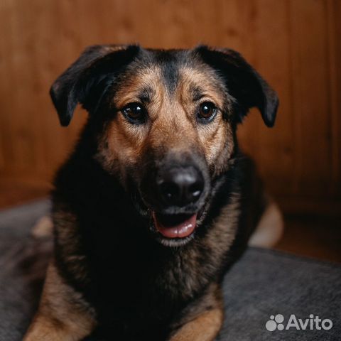 Марсель ищет дом, пес из приюта