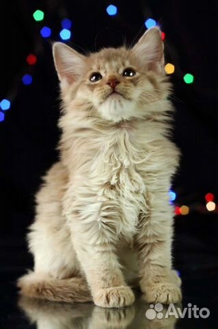 Крошки горошки