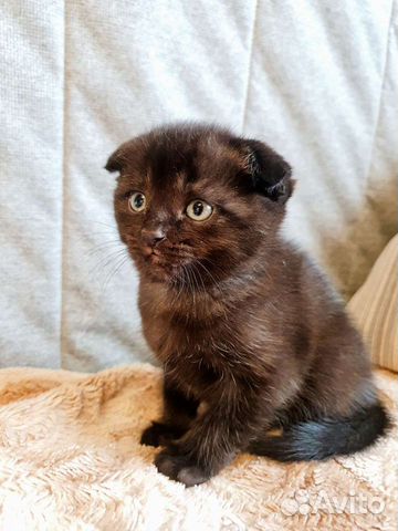 Котик