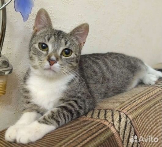 Красивая девочка ищет дом