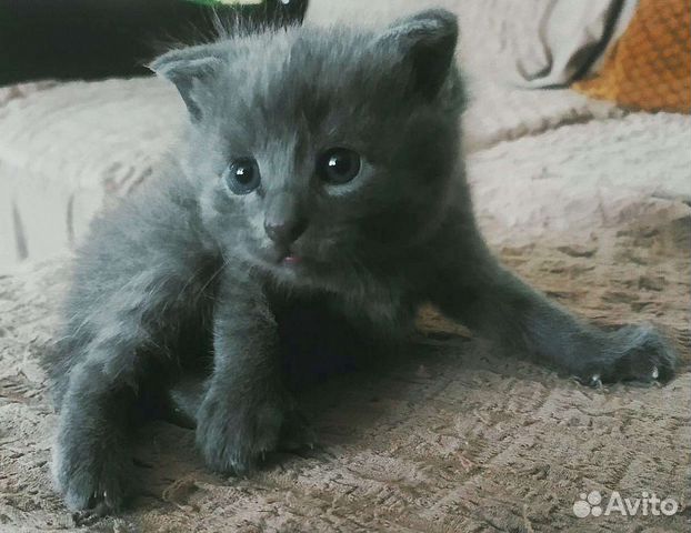 Шотландские вислоухие котята