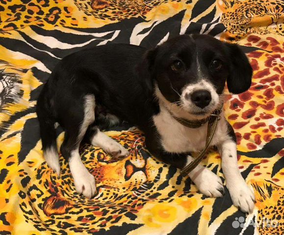 Собачка 6 кг коротколапого счастья ищет дом