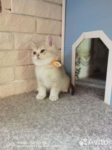 Британская принцесса голубое золото