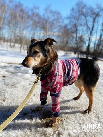 Собака в добрые руки