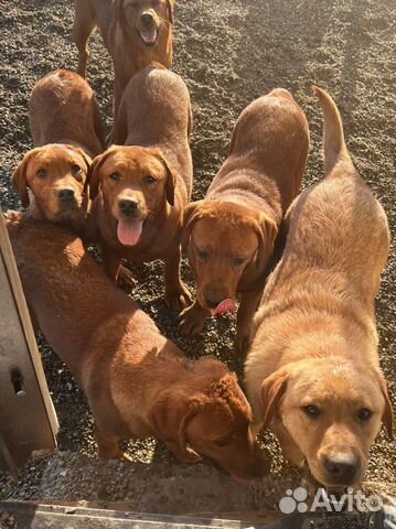 Лабрадор щенки окраса foxred